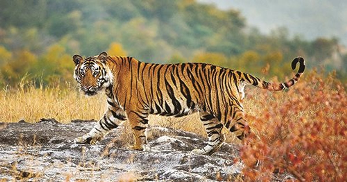 Con Hổ trong tục ngữ, thành ngữ của người Tày, Nùng