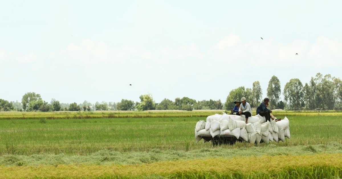 Đầu ra nào cho 7 triệu tấn gạo trong đề án 1 triệu hecta lúa chất lượng ...