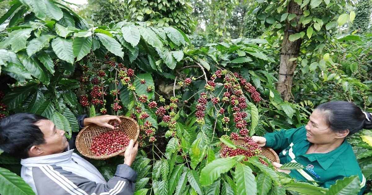 Ba thập kỷ gắn bó: Nestlé Việt Nam củng cố vị thế tại thị trường Việt Nam